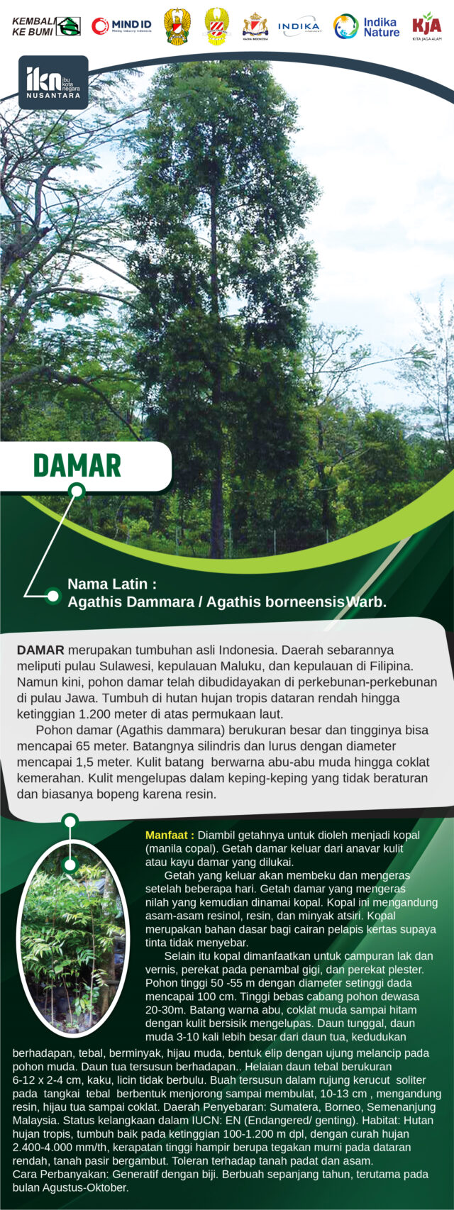 Dokumentasi Banner Pohon untuk IKN – PPAD
