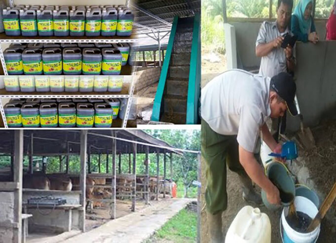 Tips Membuat Pupuk Bio Urine Sapi – PPAD