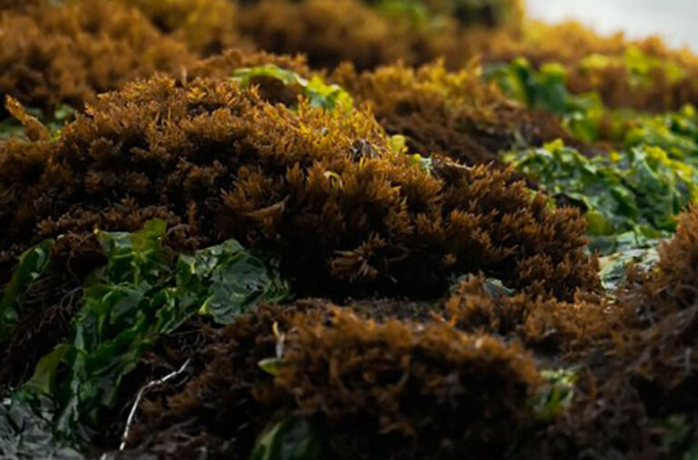 Prof Amir Husni: Rumput Laut Cokelat Sumber Pangan dan Kesehatan – PPAD